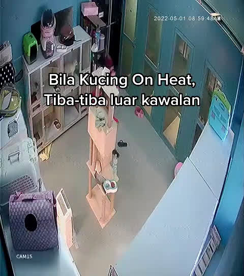 kucing tgh mengawan luar kawalan