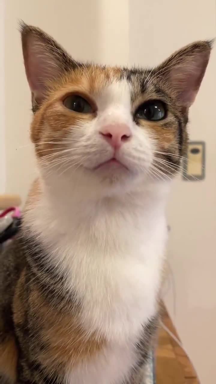 Watch kedi | Streamable