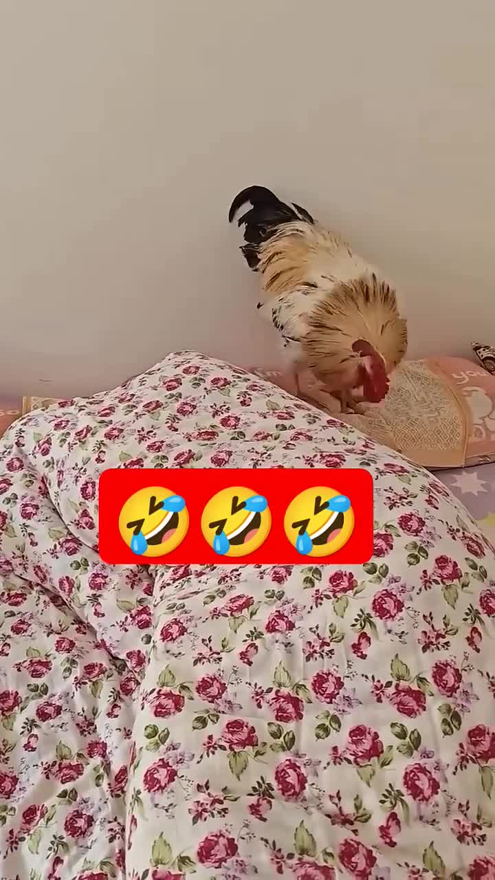 Watch Budulnik xoruz #viralvideo #love #trending #video #shortsvideo #shorts #funny #reels # ...