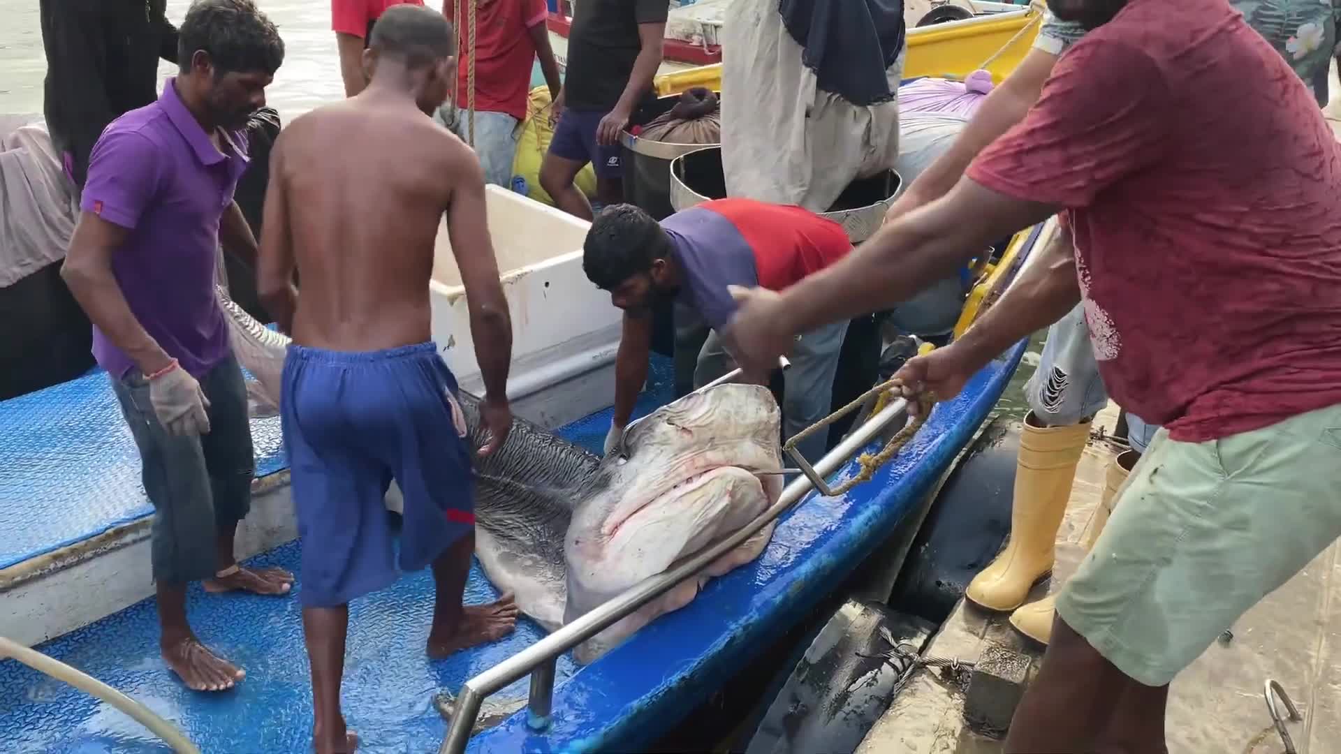Watch SHARKS OFFLOAD-SRI LANKA 2024 | Streamable