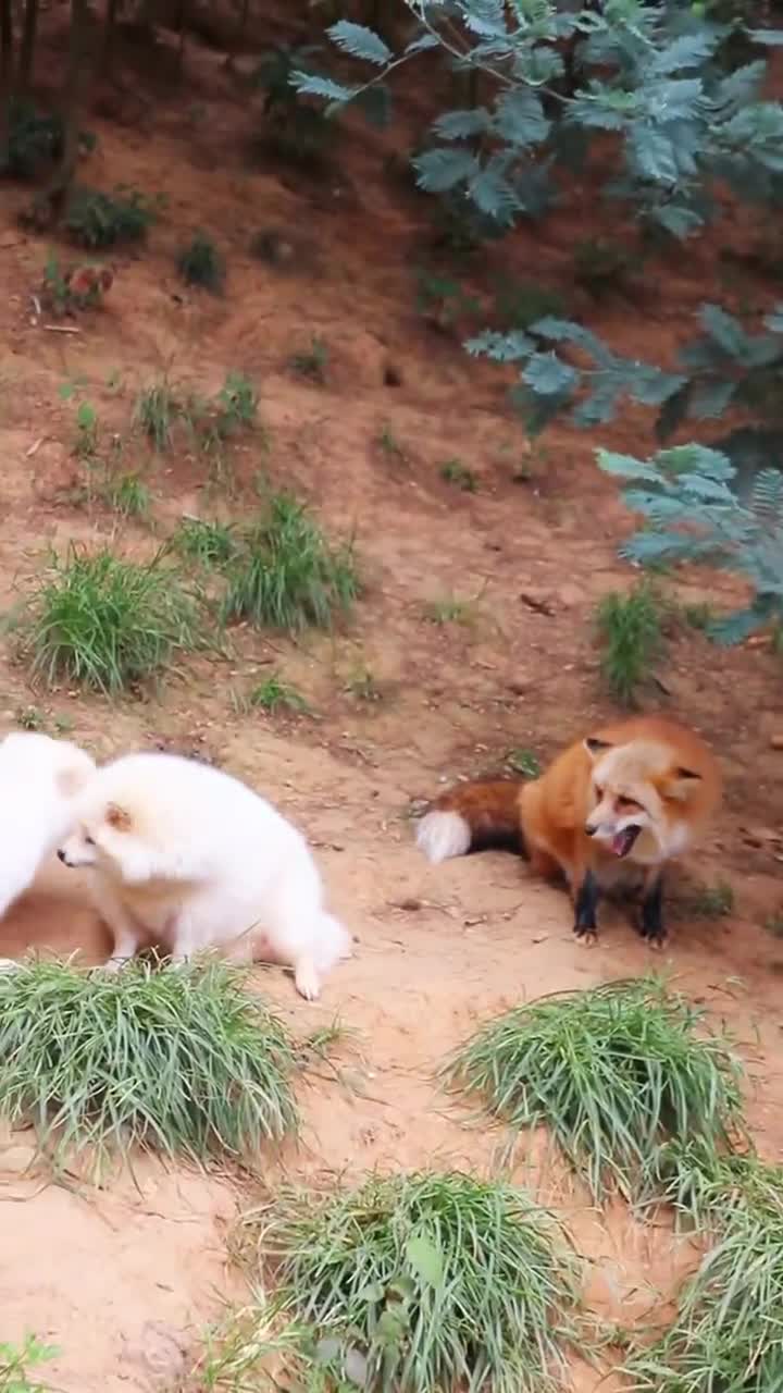 Watch https://www.tiktok.com/@funny.catww/video/7496451742092250414? | Streamable