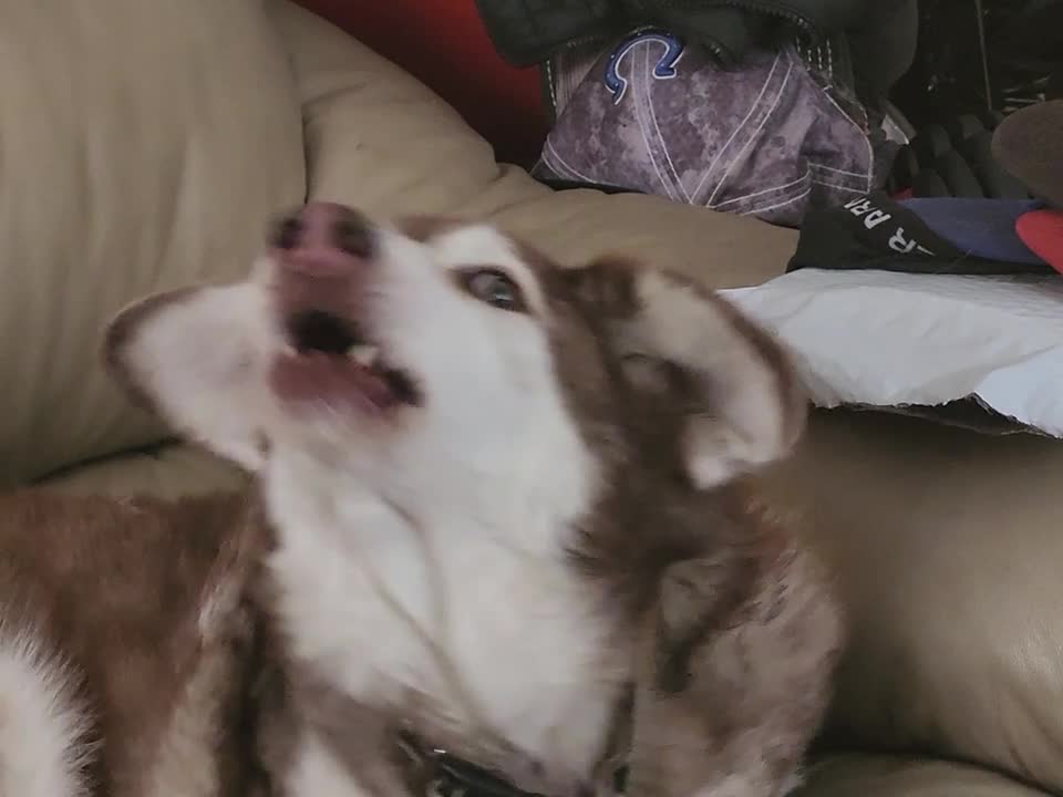 Watch 1 | Streamable