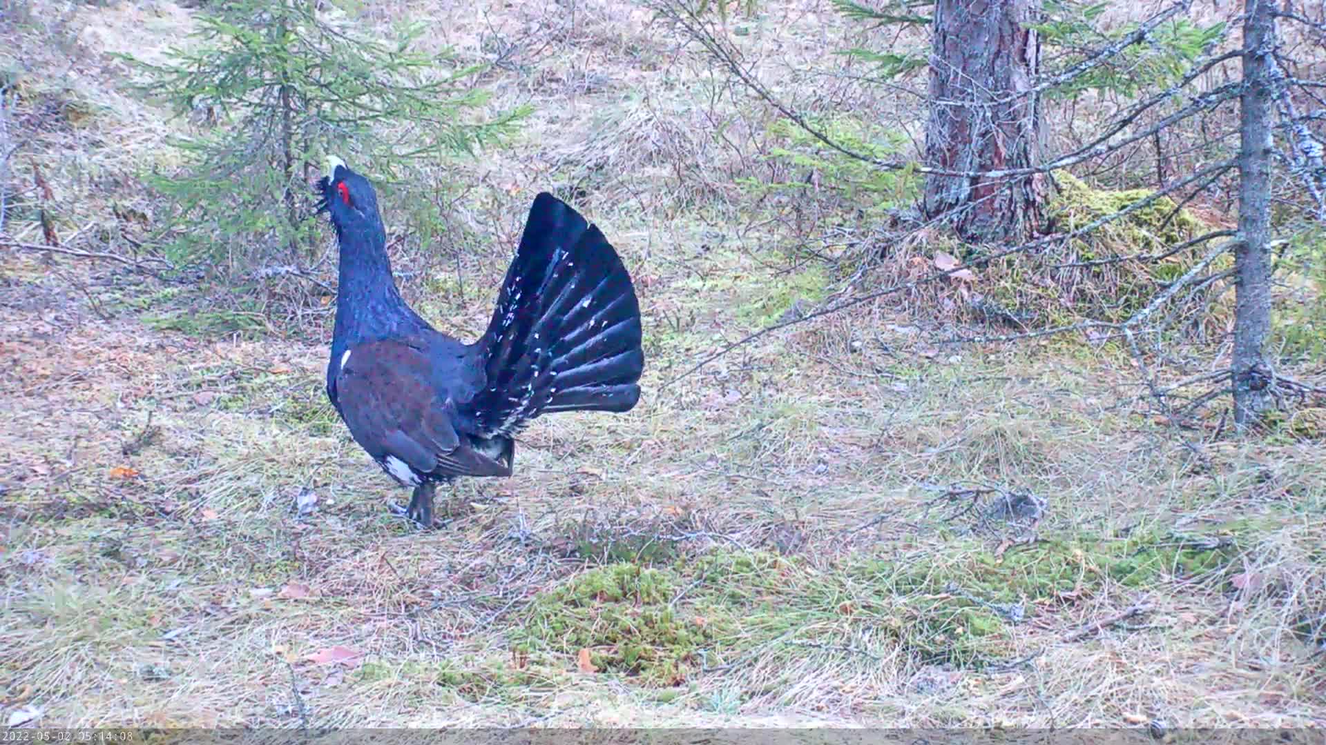 vlc-record-2022-05-02-04h09m33s-Metsis__Tetrao urogallus-