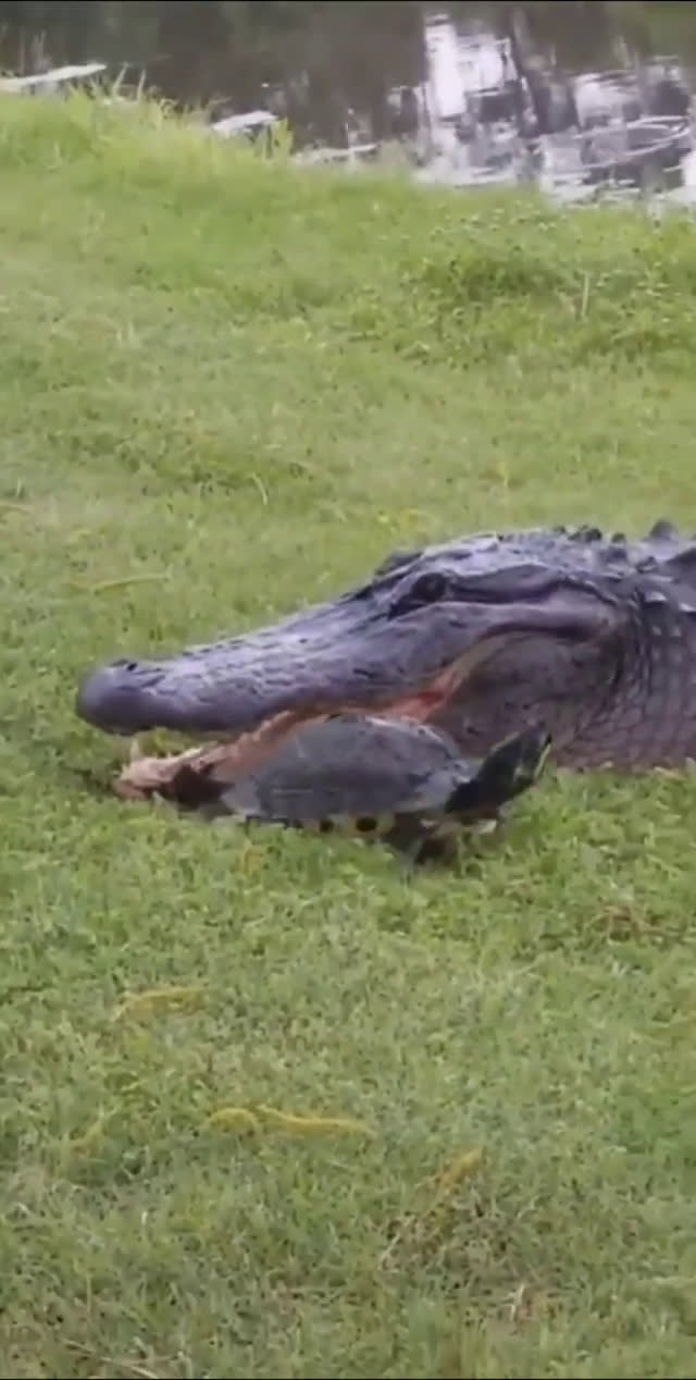 ndtv on Instagram Not many animals would fare well in a fight with an ...