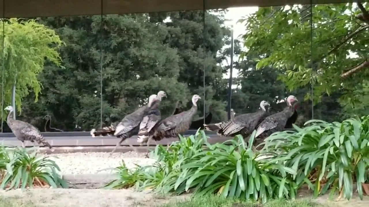 Turkey Gang Fight (real turkeys vs. their reflections) - pack of bad ...