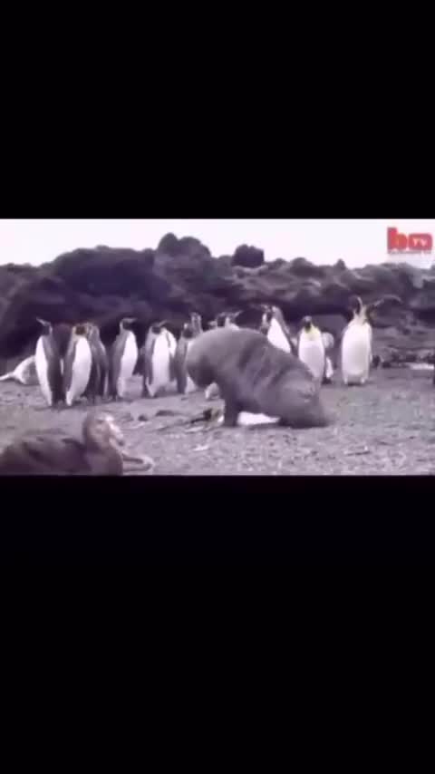 Watch Flugtermin #boggi #humor #funny #comedy #schwarzerhumor | Streamable