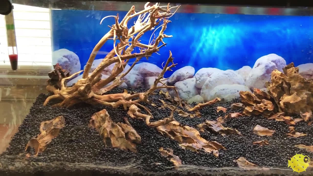 Aquascape Time Lapse