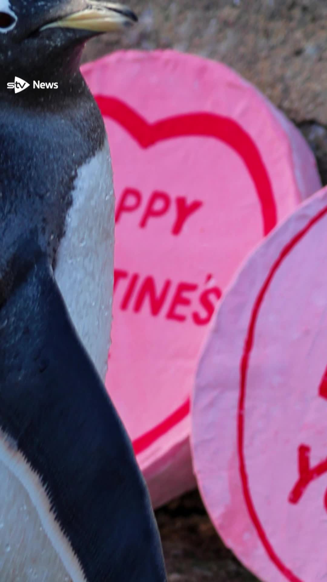 LOVE-65cc948aa5140a7a70a72e29_Feb_14_2024_10_39_40