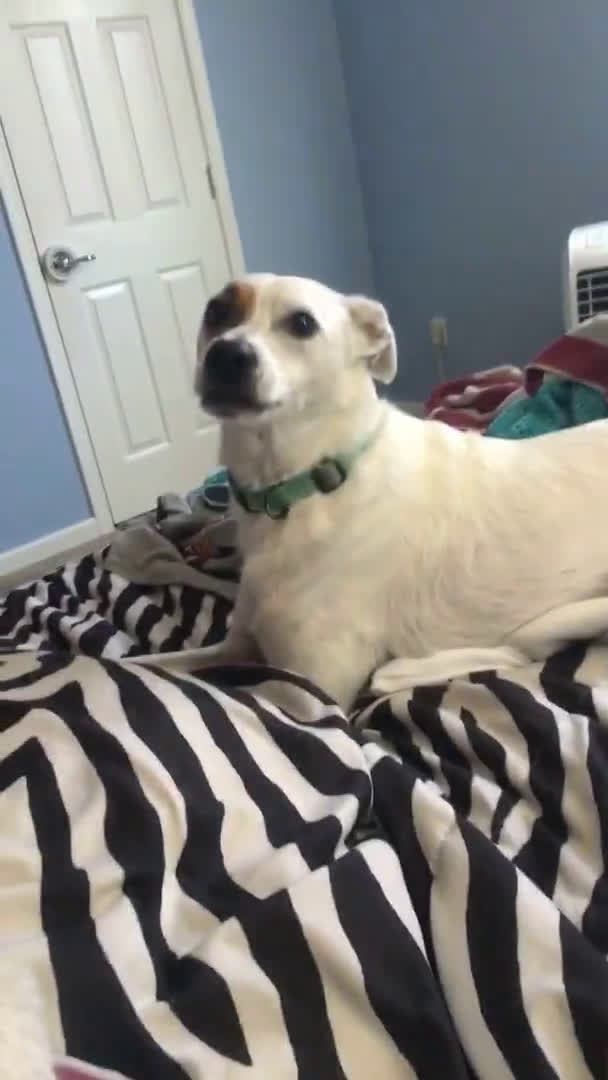 19682024_149778075579004_6512492836871471104_n