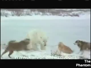 Watch Polar Bear Attacks on dog | Streamable