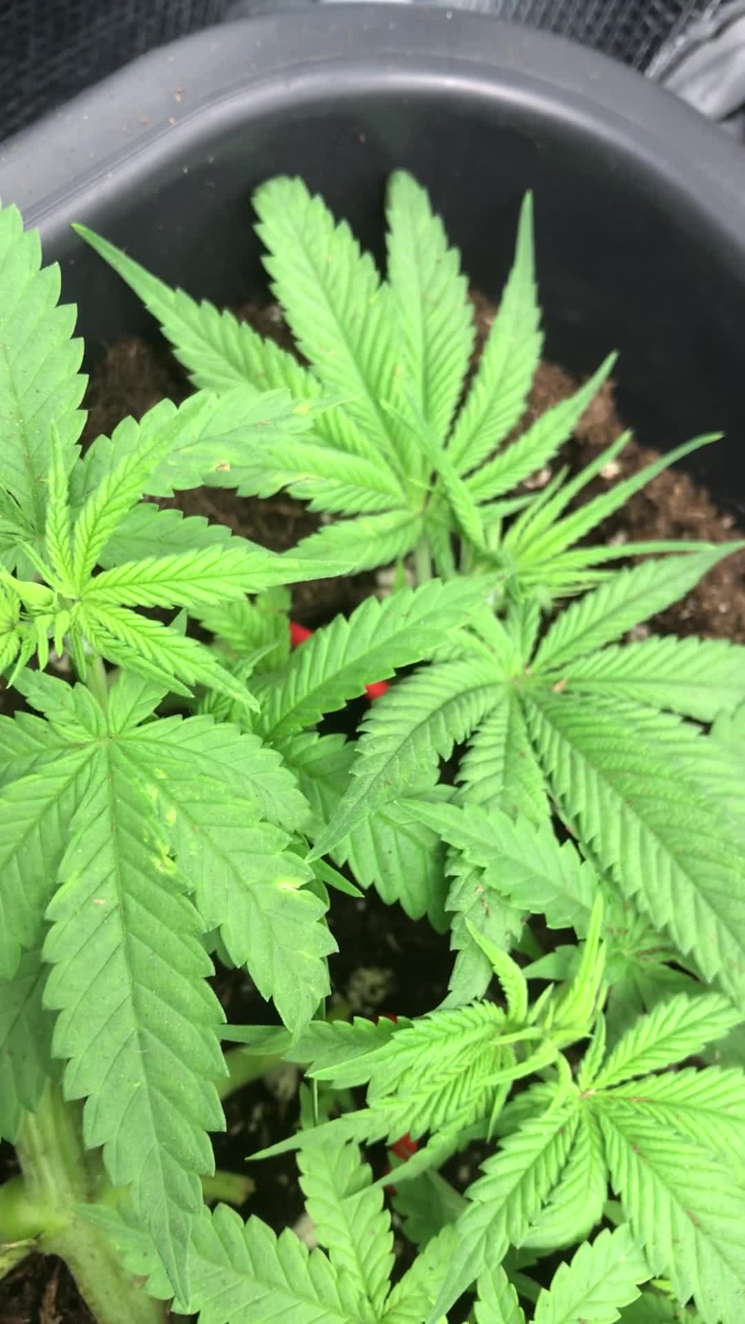 Watch IMG_0773 | Streamable