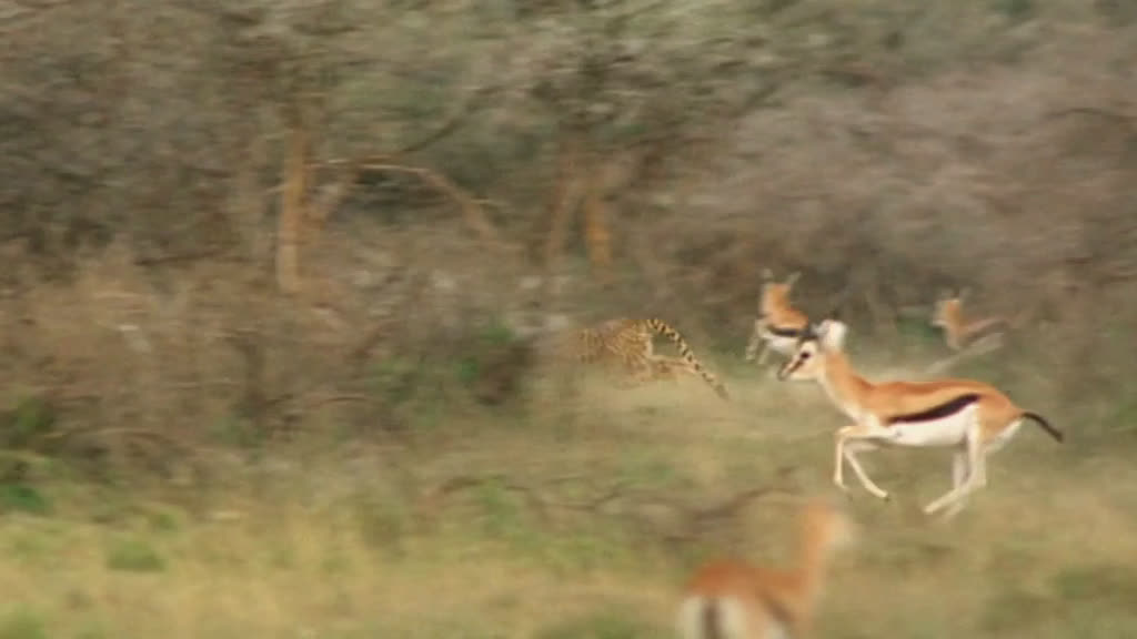 BBC Life of Mammals, ep5, Meat Eaters