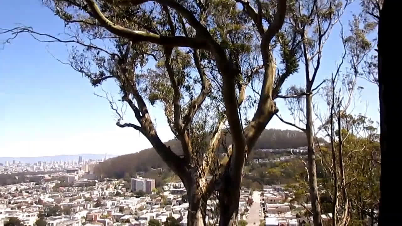 Turtle Hill, San Francisco (4-27-21) (Audio: Cookin' Soul - Destiny)