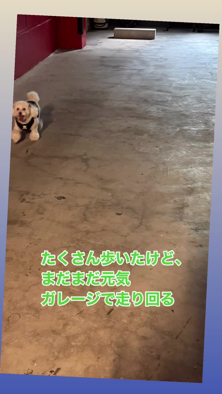 Watch Video by horichiemiofficial | Streamable