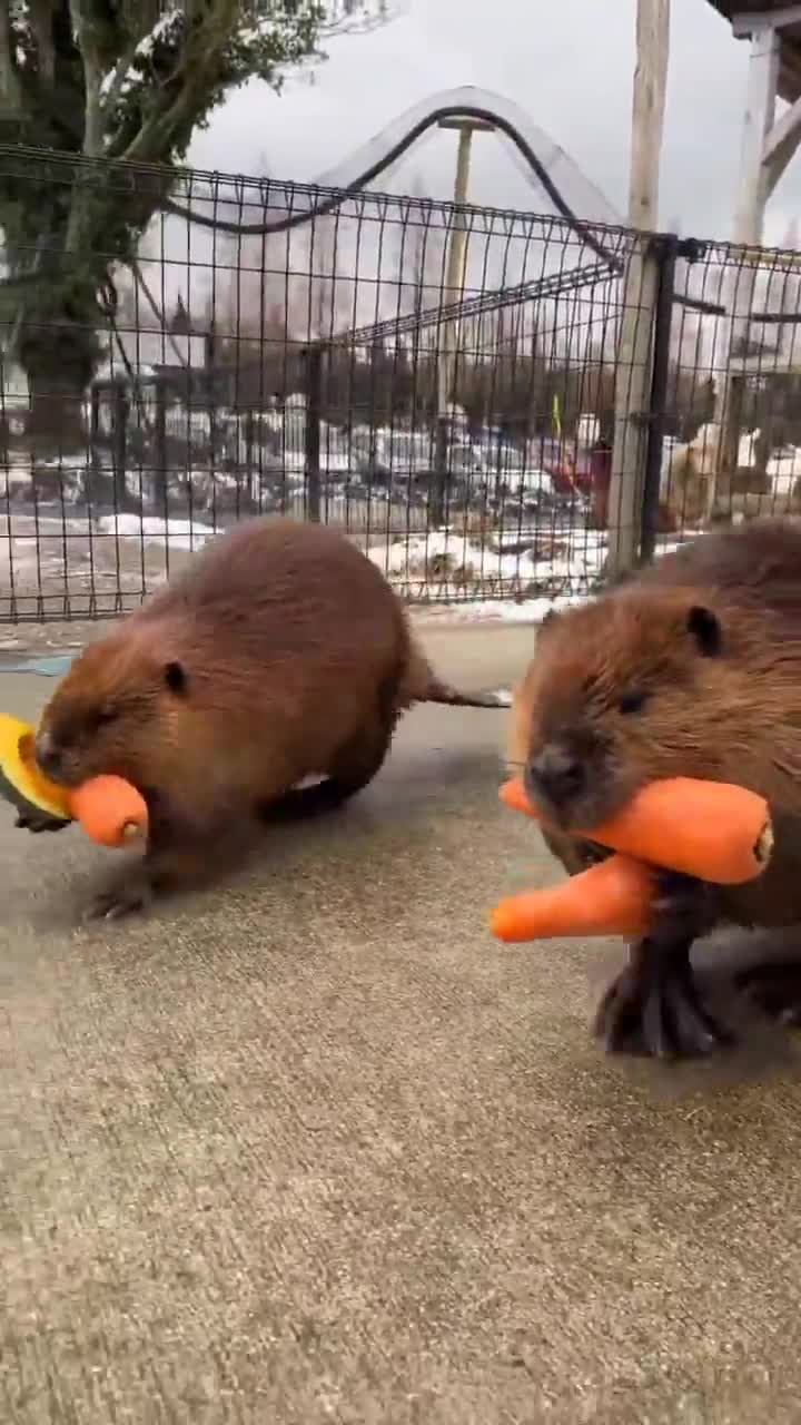 Bobry z łódzkiego zoo po zakupach