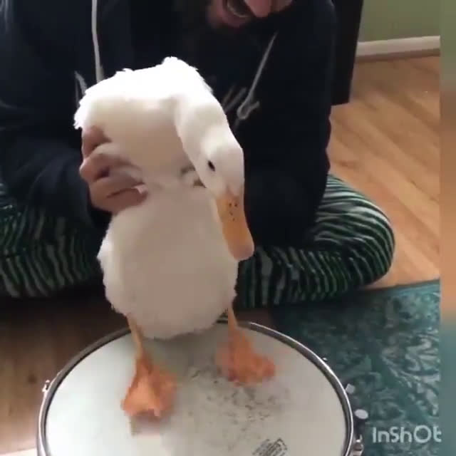 pato