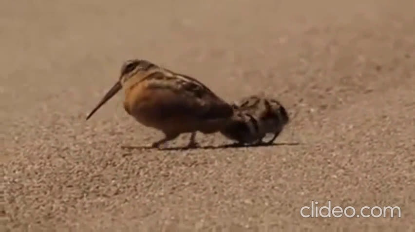 Watch dash-480_Hf9zx24I_6pG2 | Streamable