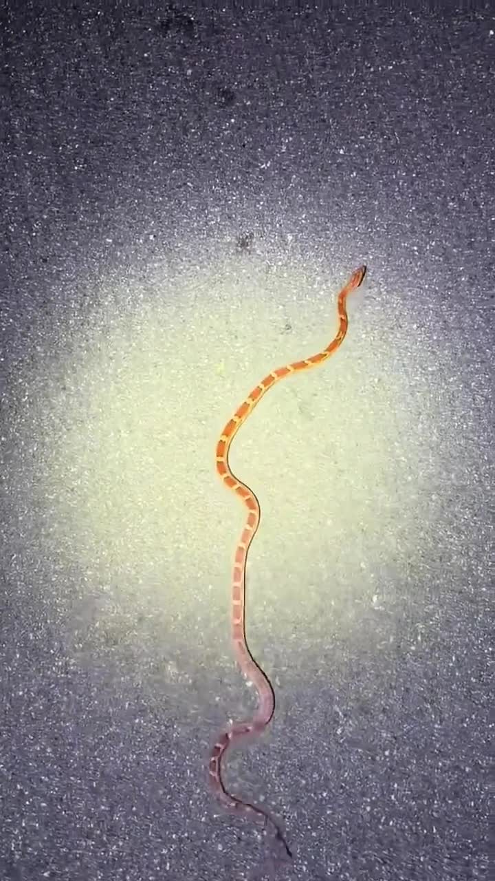 Searching for a 20 foot Burmese python in the Everglades #snake# ...