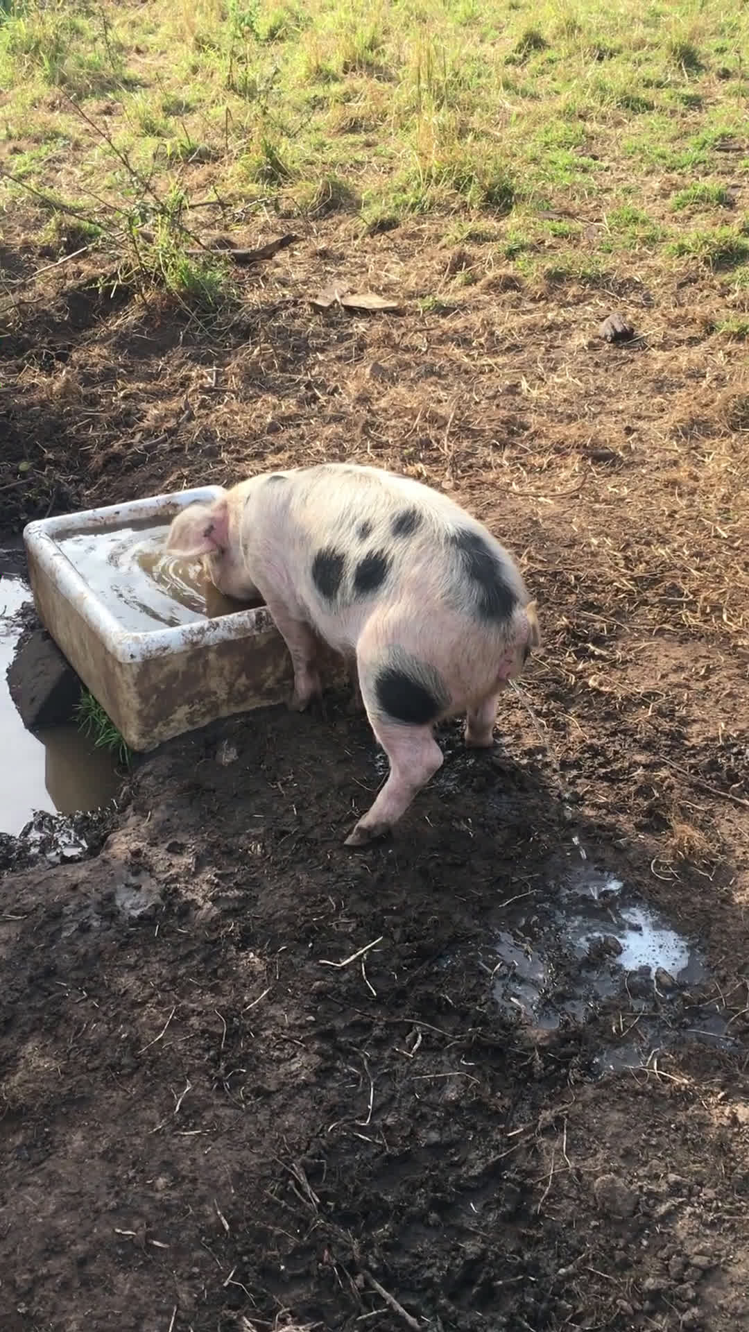 Prosiaczek który przecieka