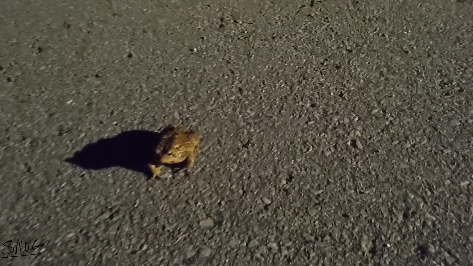 Toad Snuggin'