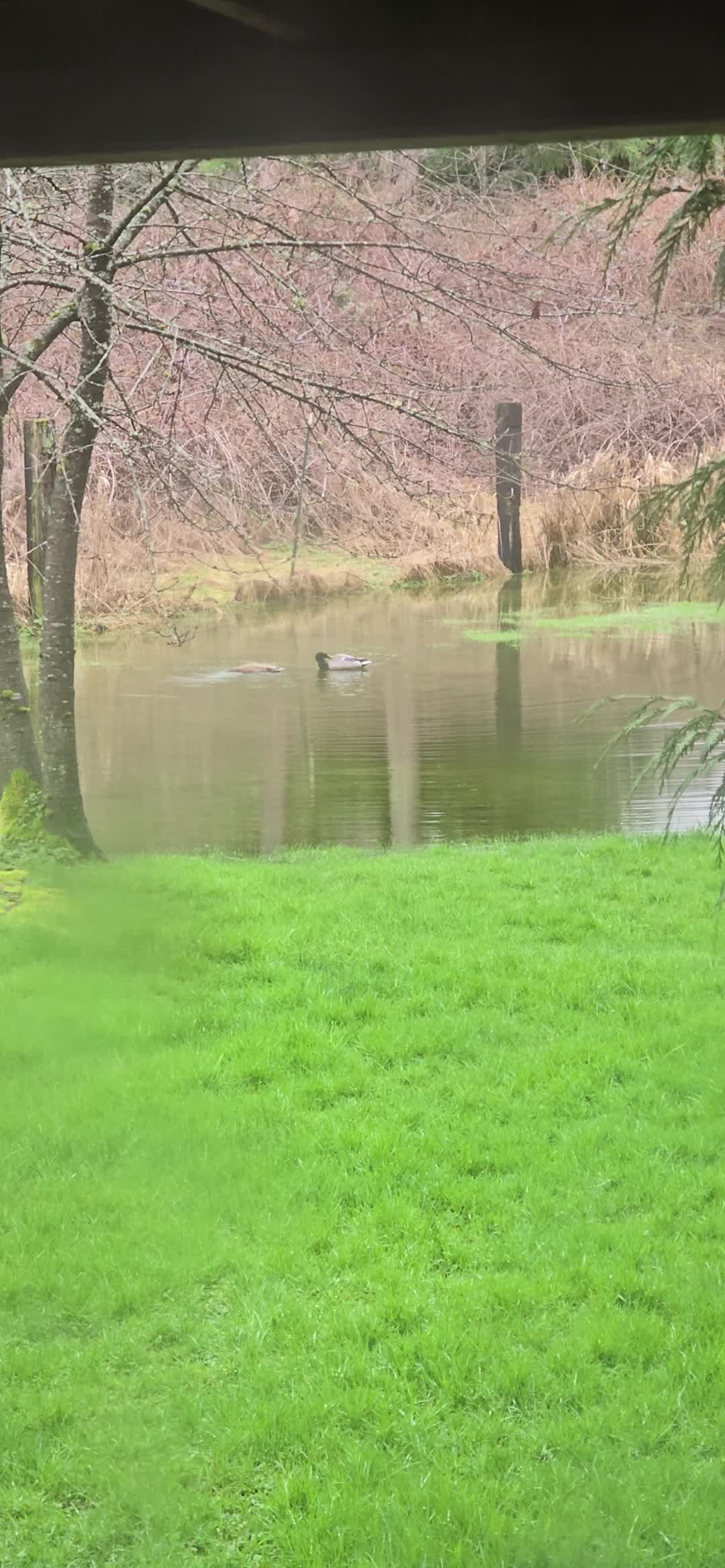 Watch Ducks on the Pond | Streamable