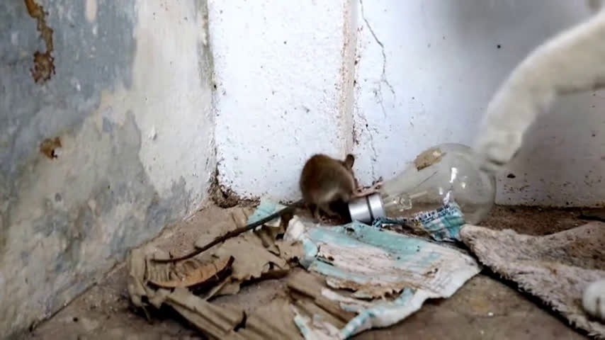 Mouse Begging for life emotional - YouTube