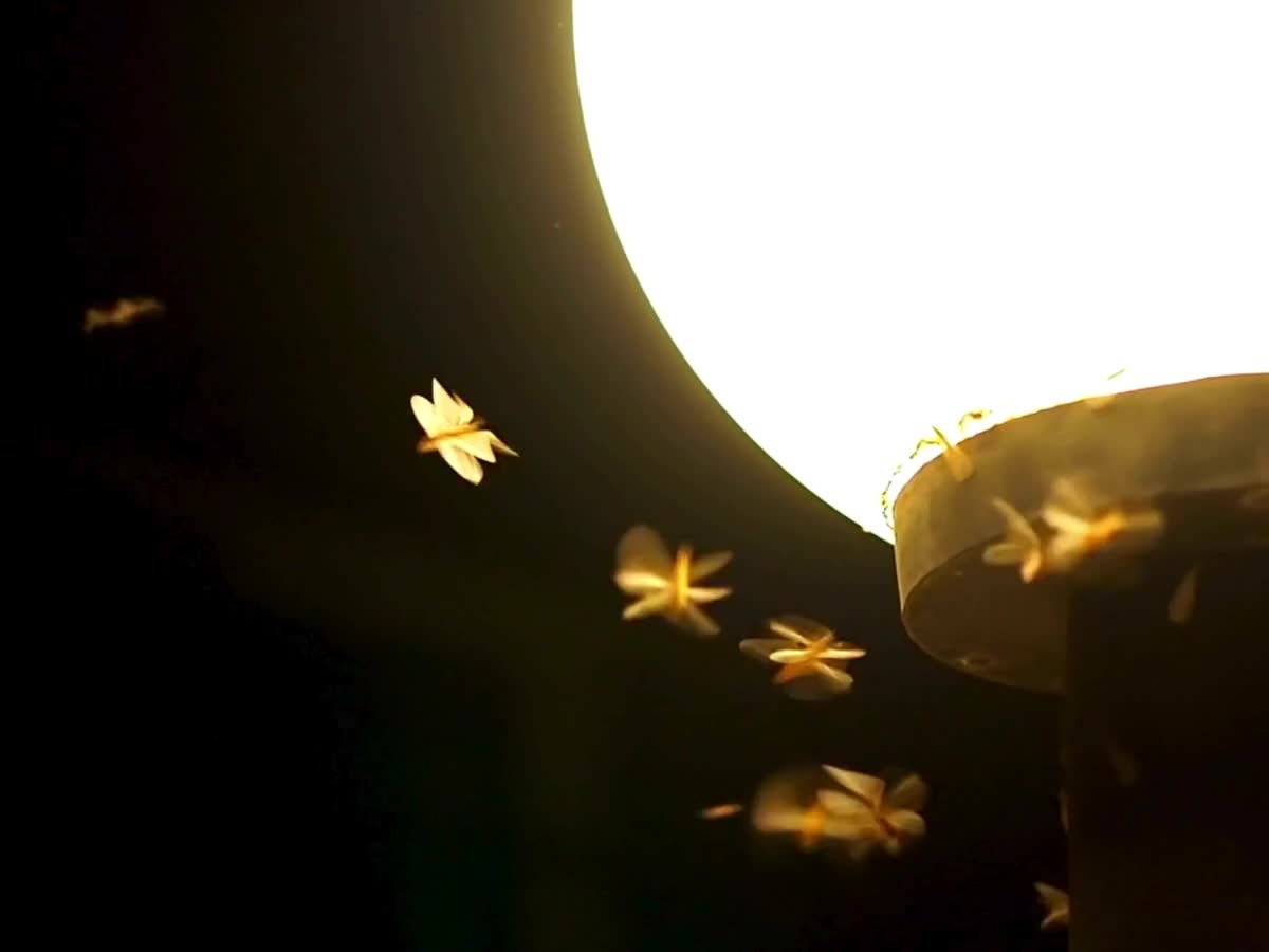 Watch Untitled design (2) | Streamable