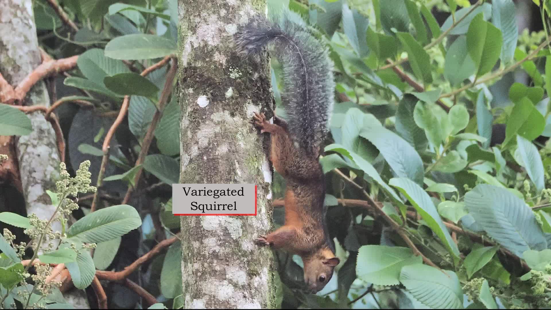 Watch Costa Rica 2025 Beautiful Birds & Wildlife | Streamable