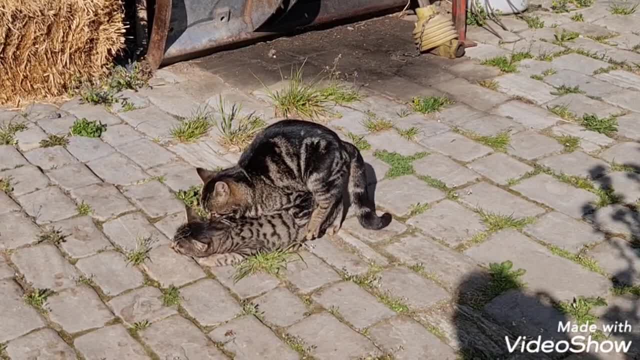 Watch videoplayback | Streamable