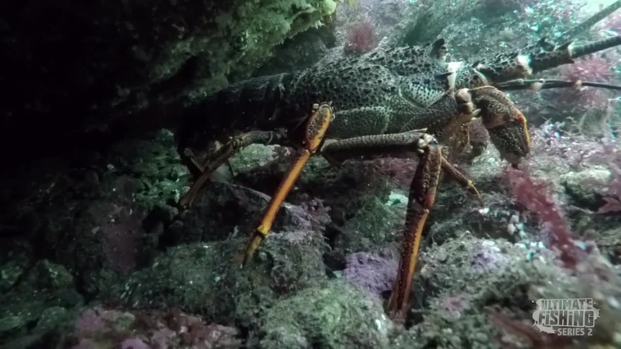 Watch Ultimate Fishing With Matt Watson Sizzle | Streamable