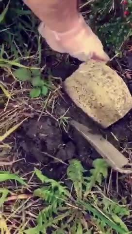 Last minute mouse funeral