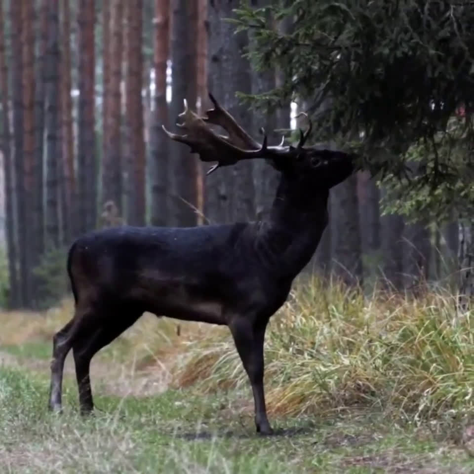 Czarny daniel zarejestrowany w Polsce