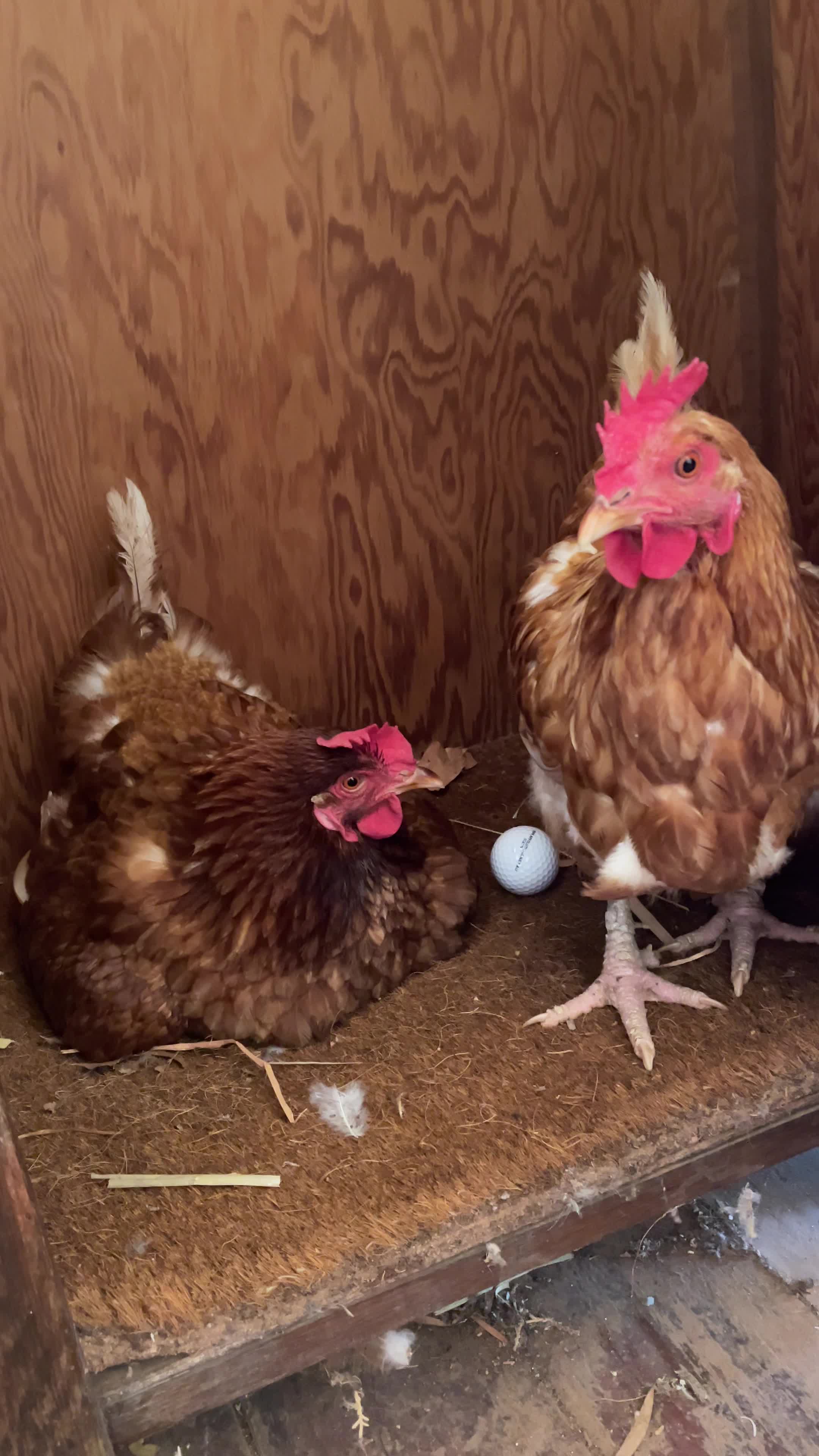 Watch Coriander trying to lay an egg near broody Cranky Clover | Streamable