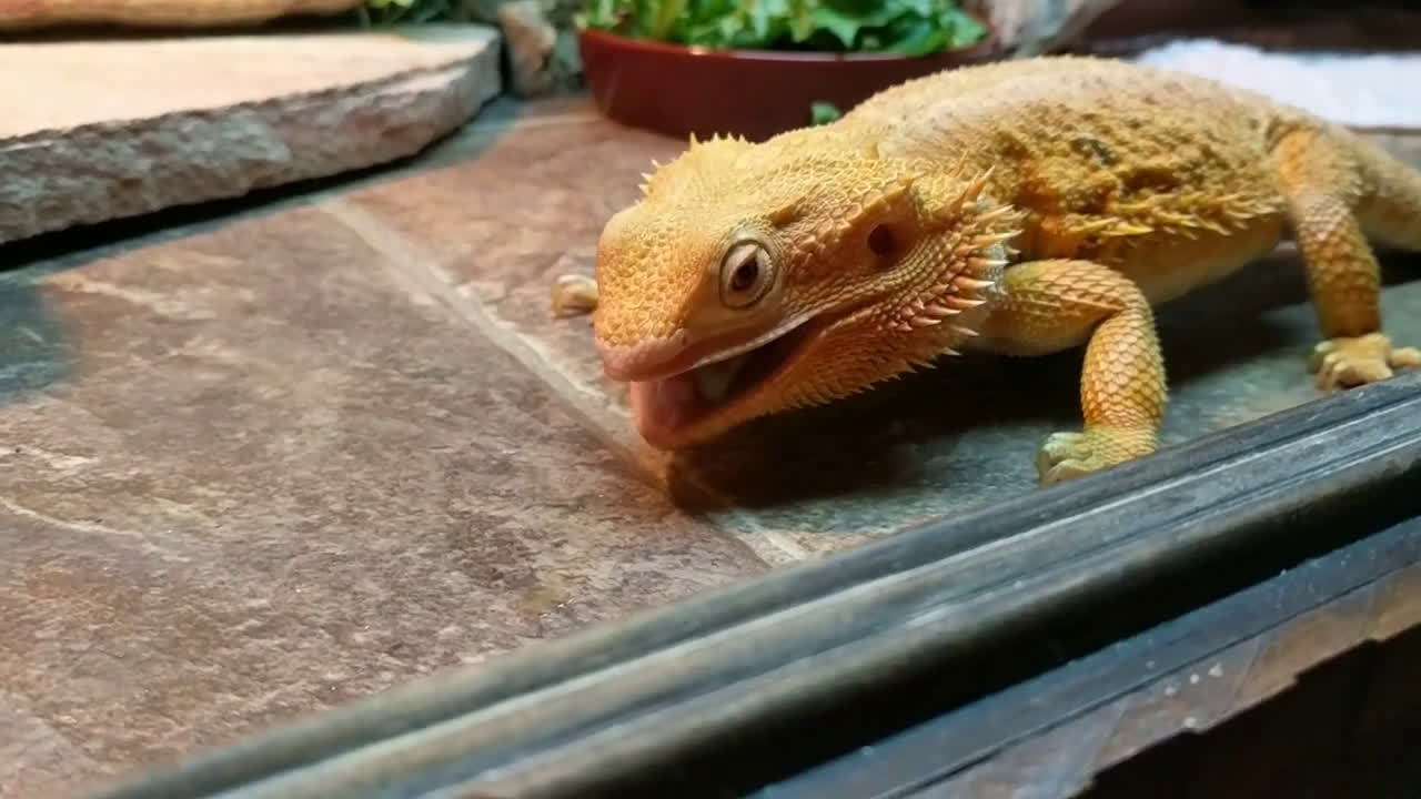 Lizard treats