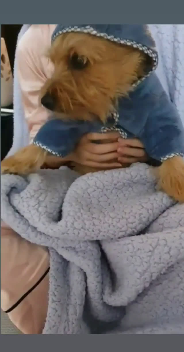 Boo chilling on the lap