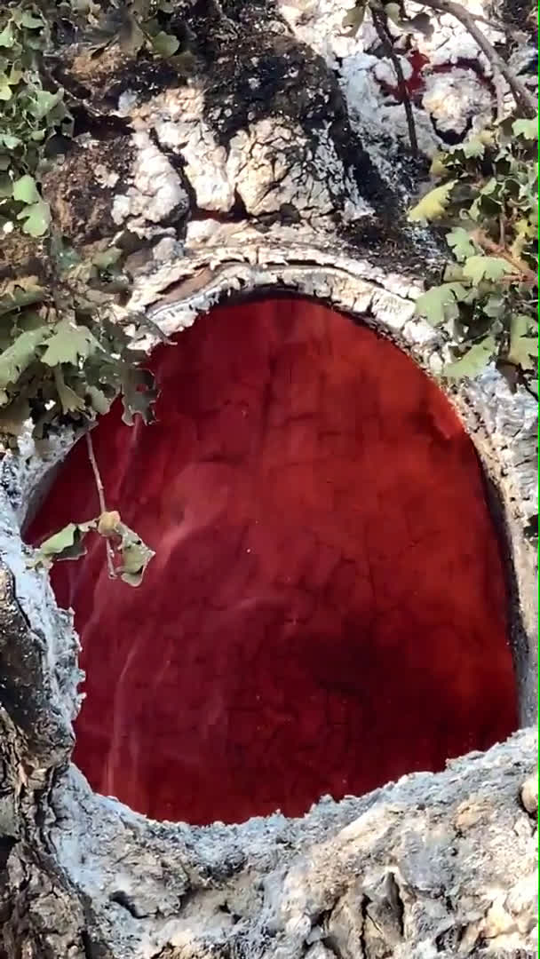 Tree burning inside