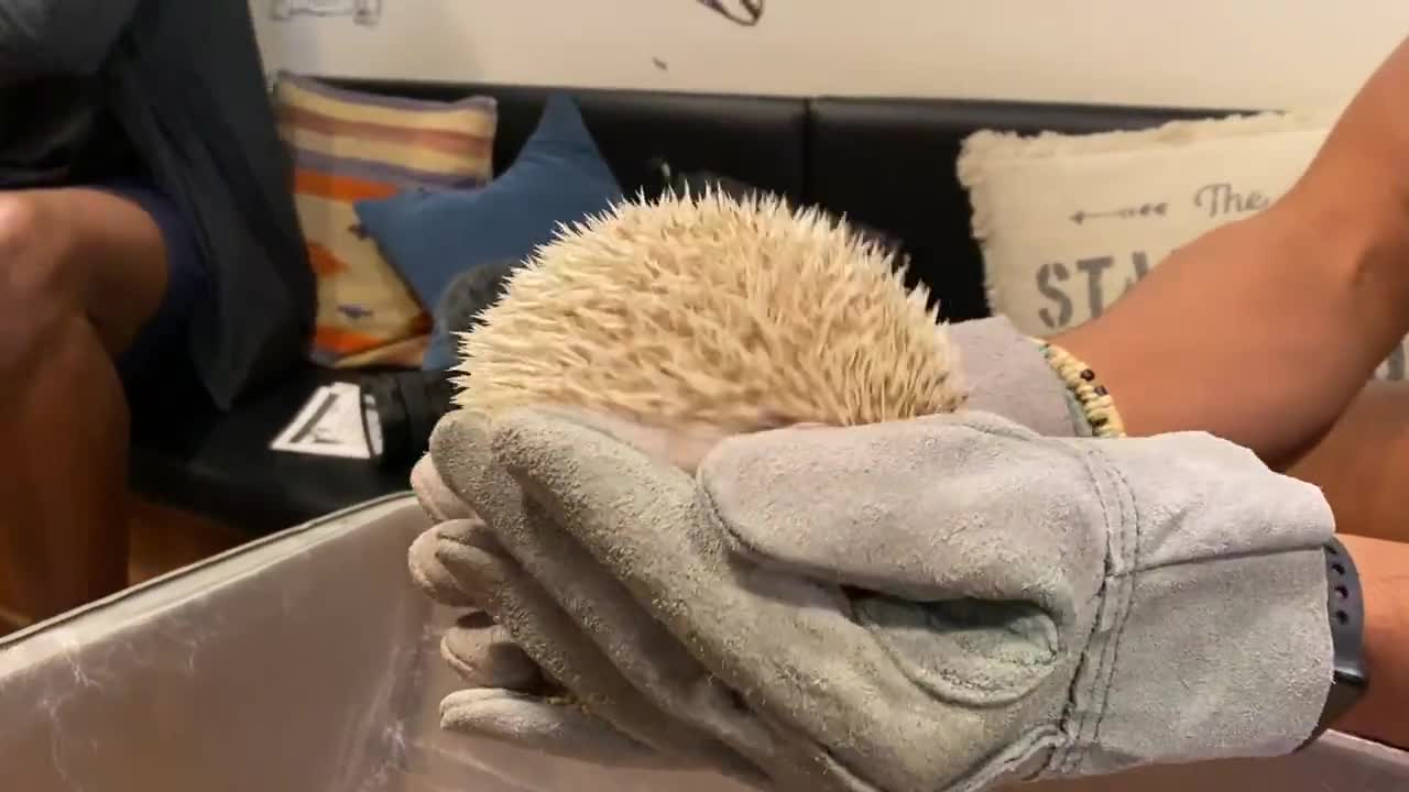 Watch qa4nqv | Streamable