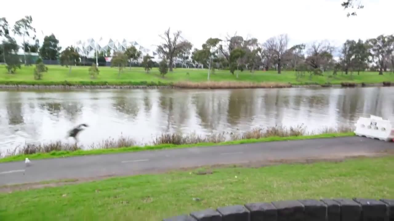 Hawk drops snake on BBQ
