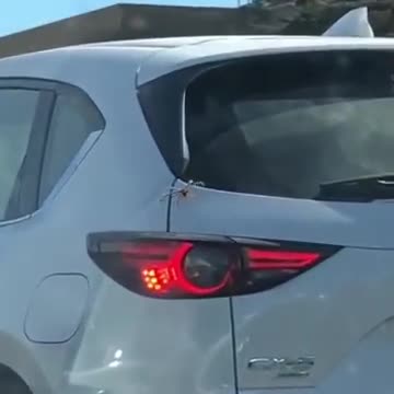 Driver Spots Huge Spider Crawling Inside Car While Stuck in Adelaide ...