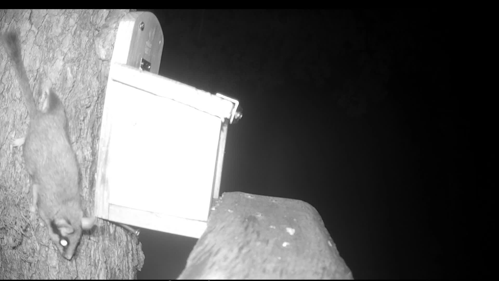 Watch A thief in the night at the squirrel nut box | Streamable