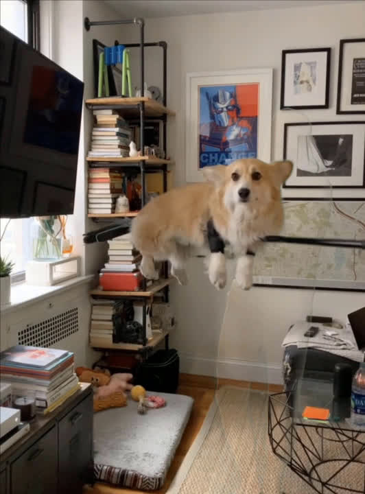 Yer a wizard, doggo!