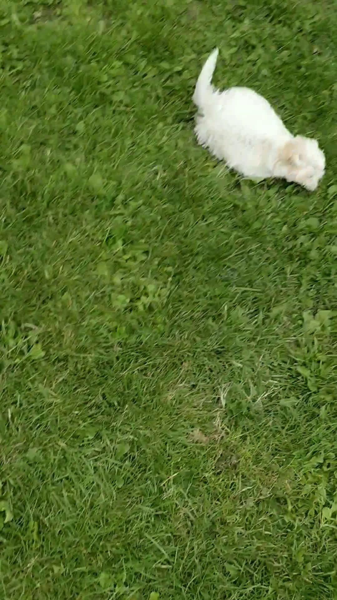 After poop zoomies!