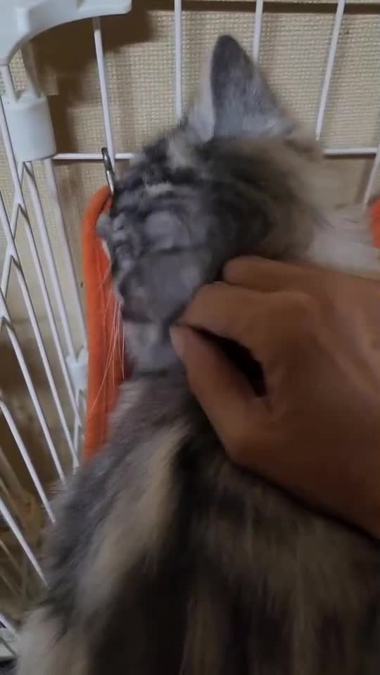 Watch 221202 ネル_1 | Streamable