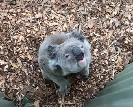 how koala sounds
