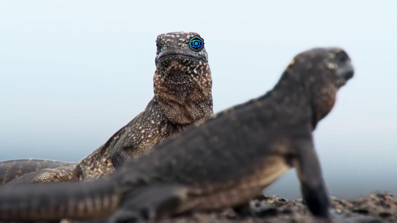 here comes snakewater | thanks to TyLeeTF and BBC