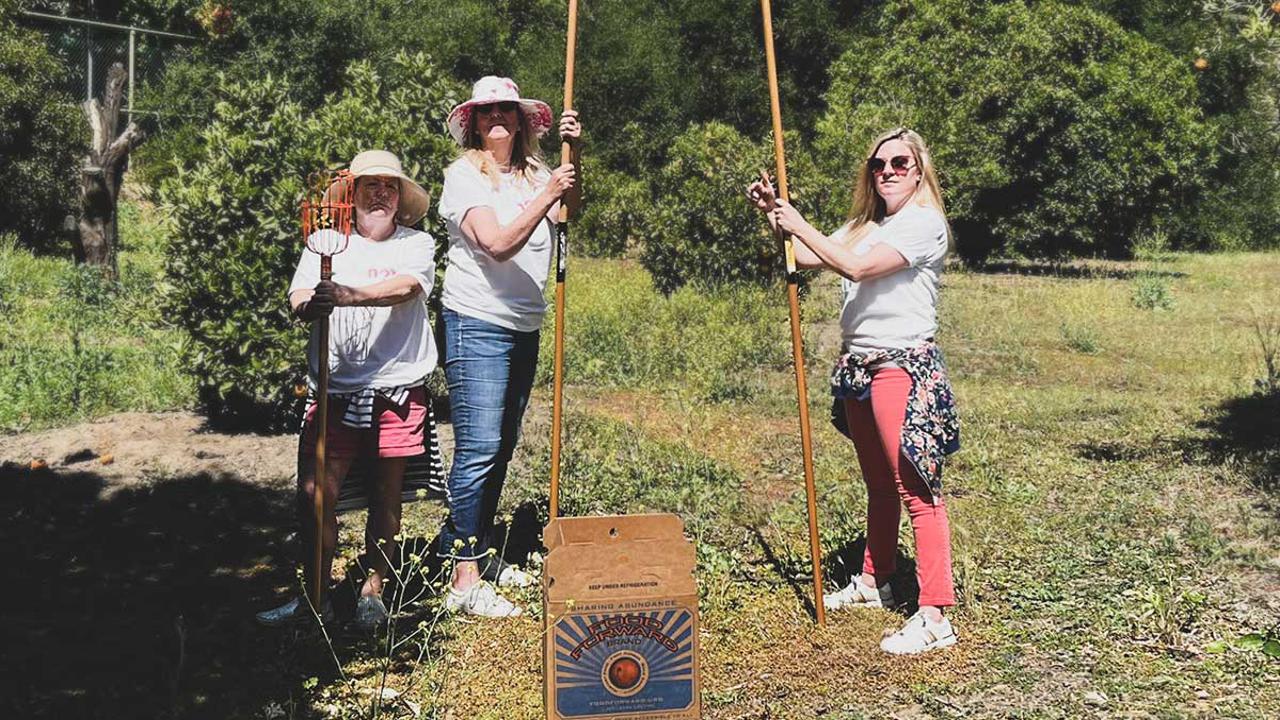Lady Scouts - Food Forward Orange Harvest