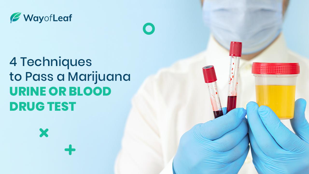 4 Techniques to Pass a Marijuana Urine or Blood Test