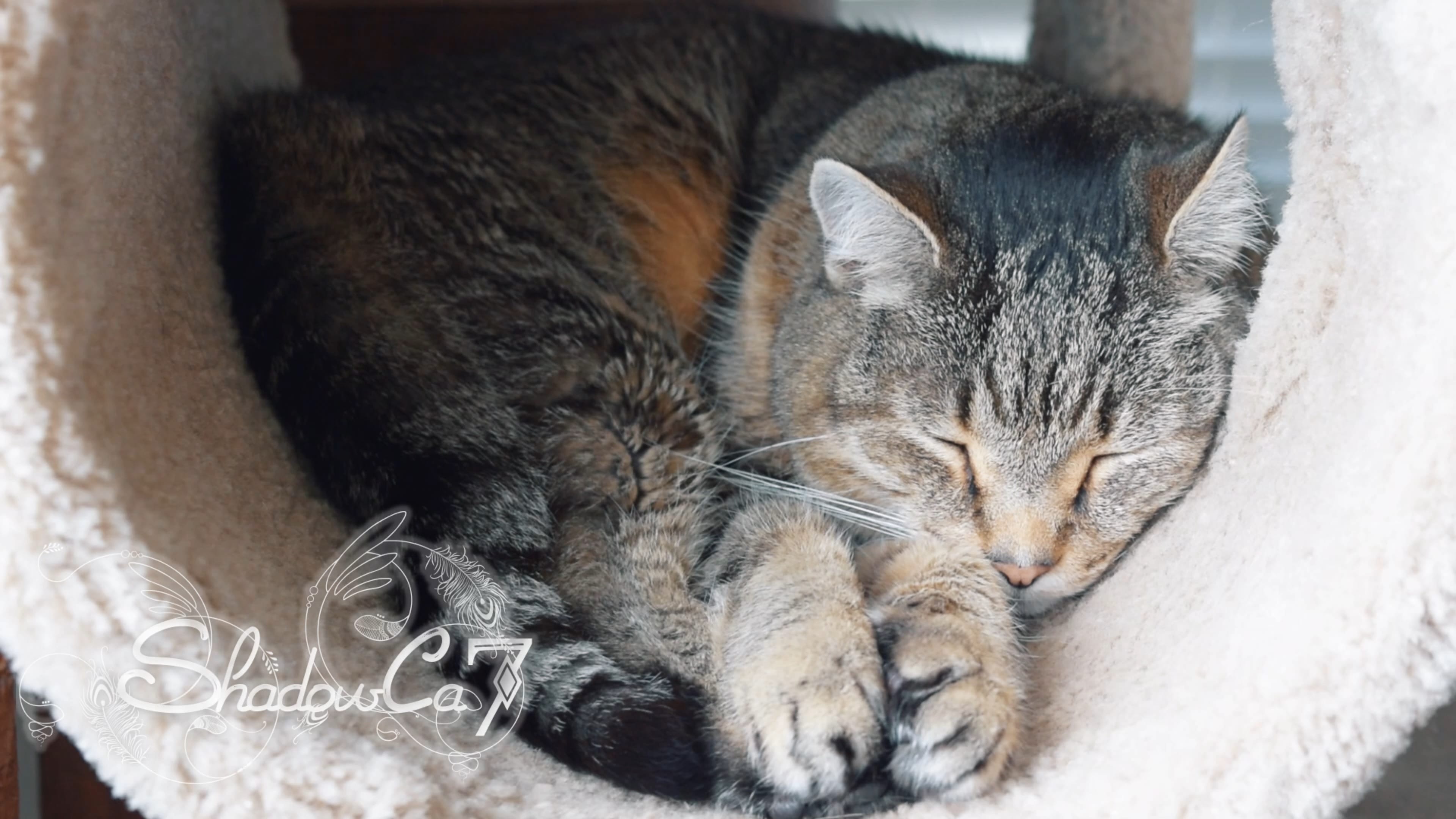 Watch 8. Cryer Cat Purr ASMR Destiny Cross 2020-06-09 | Streamable