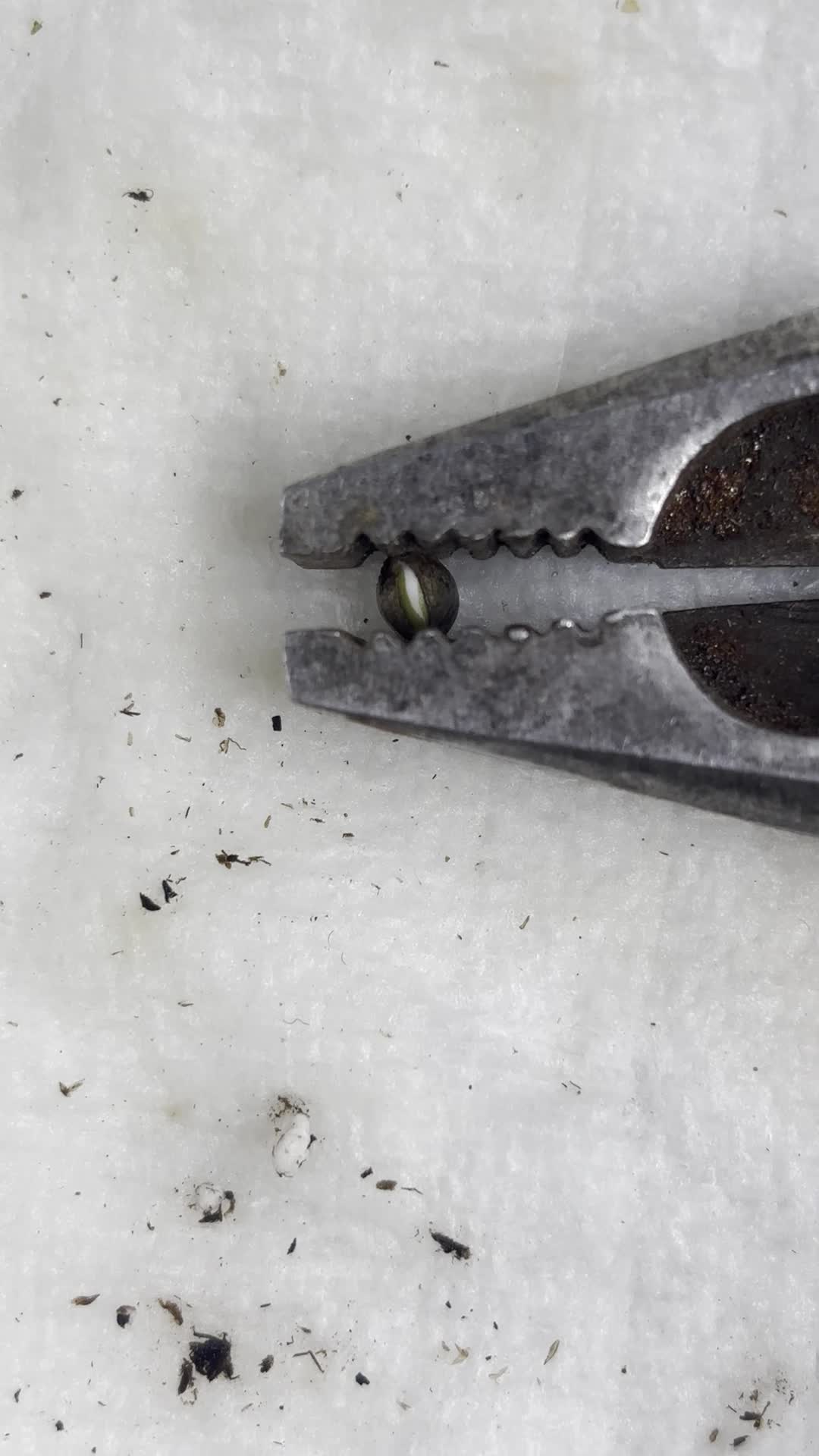 seed cracking