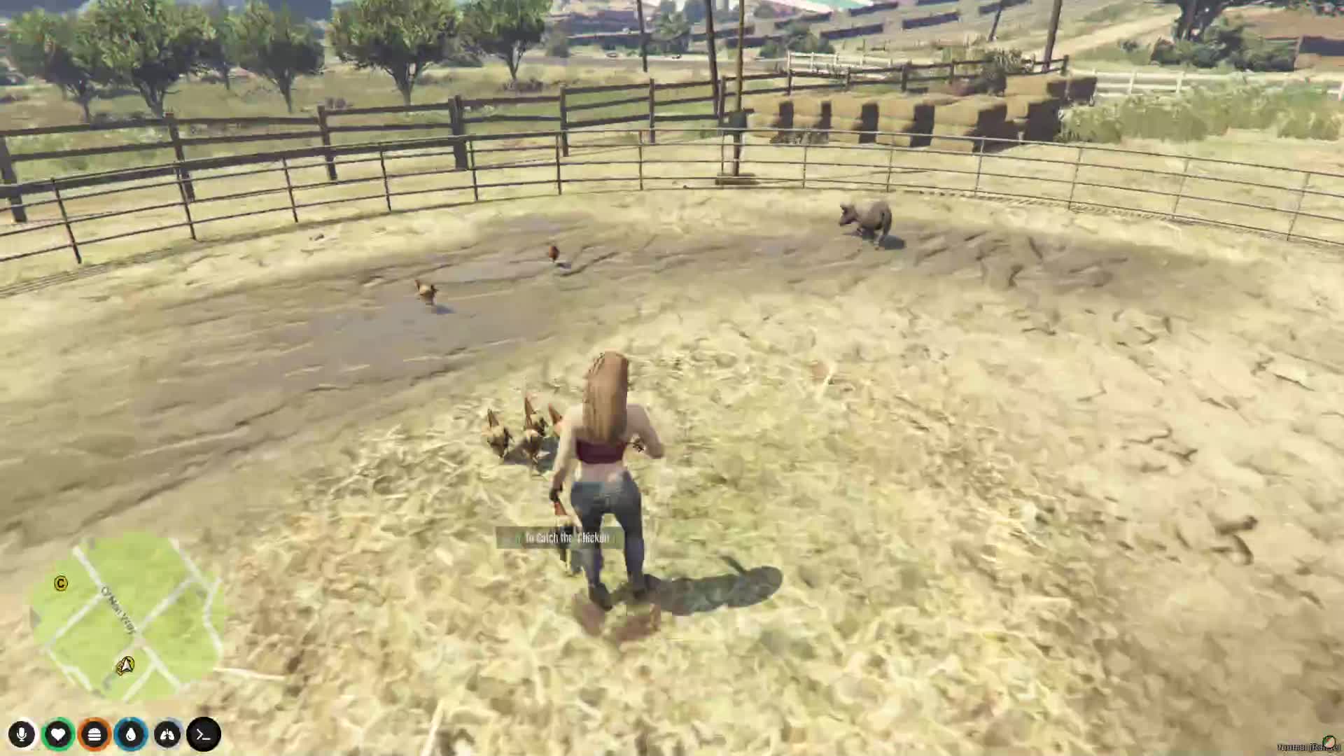 Watch Chicken Catching Game - Zone Preview | Streamable